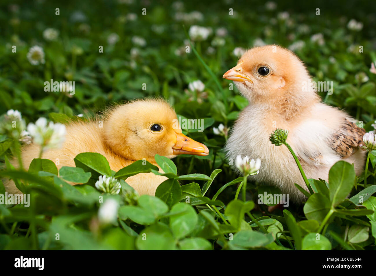 Chick duckling hi-res stock photography and images - Alamy