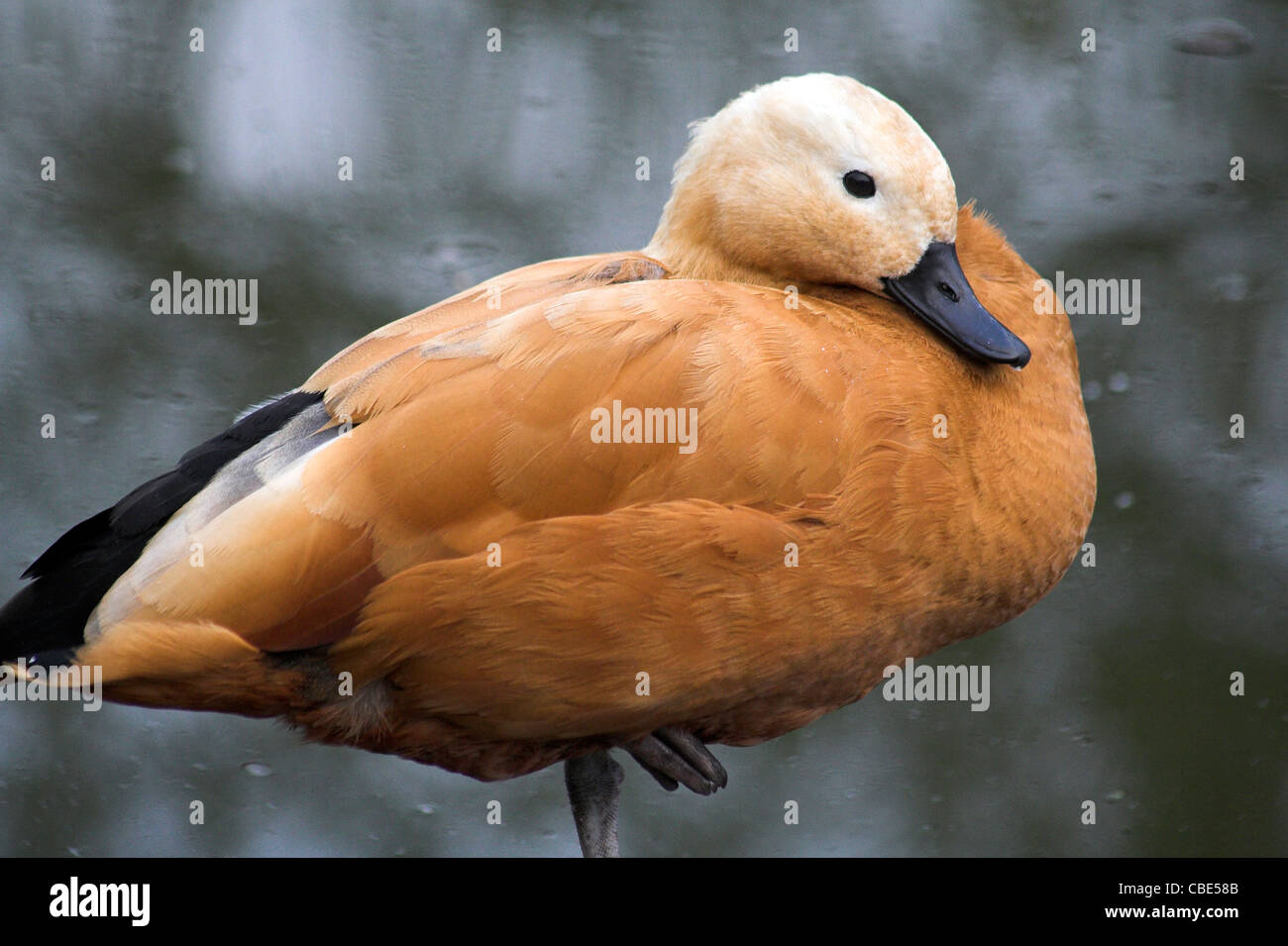 Brown duck standing on one leg Stock Photo - Alamy