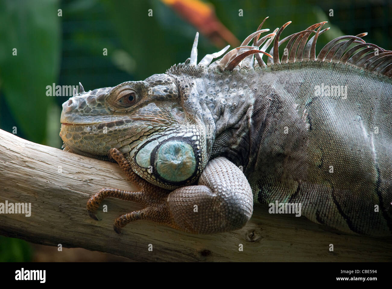 Huge Iguana having rest at a branch Stock Photo - Alamy