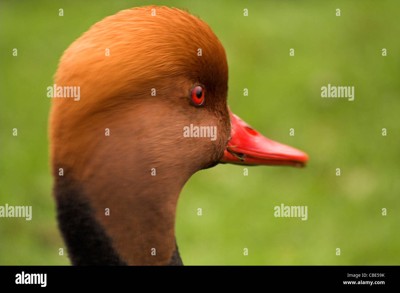 Male Red-crested Pochard, Netta rufina Stock Photo - Alamy