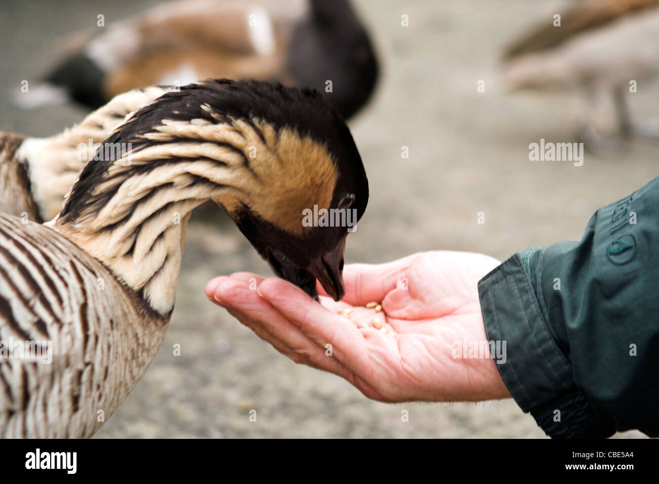 Man hand feeding Hawaiian geese Stock Photo - Alamy