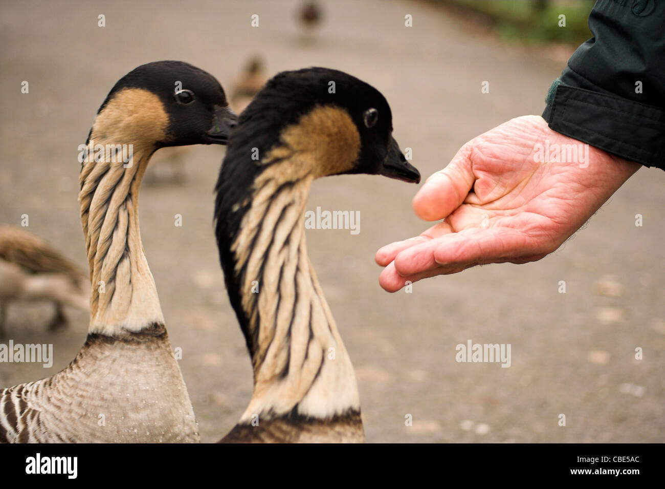 Nene goose wing hi-res stock photography and images - Alamy