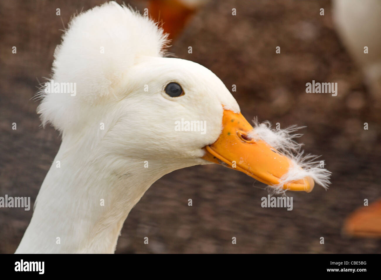 White Crested duck, genetic mutation, skull deformity Stock Photo - Alamy