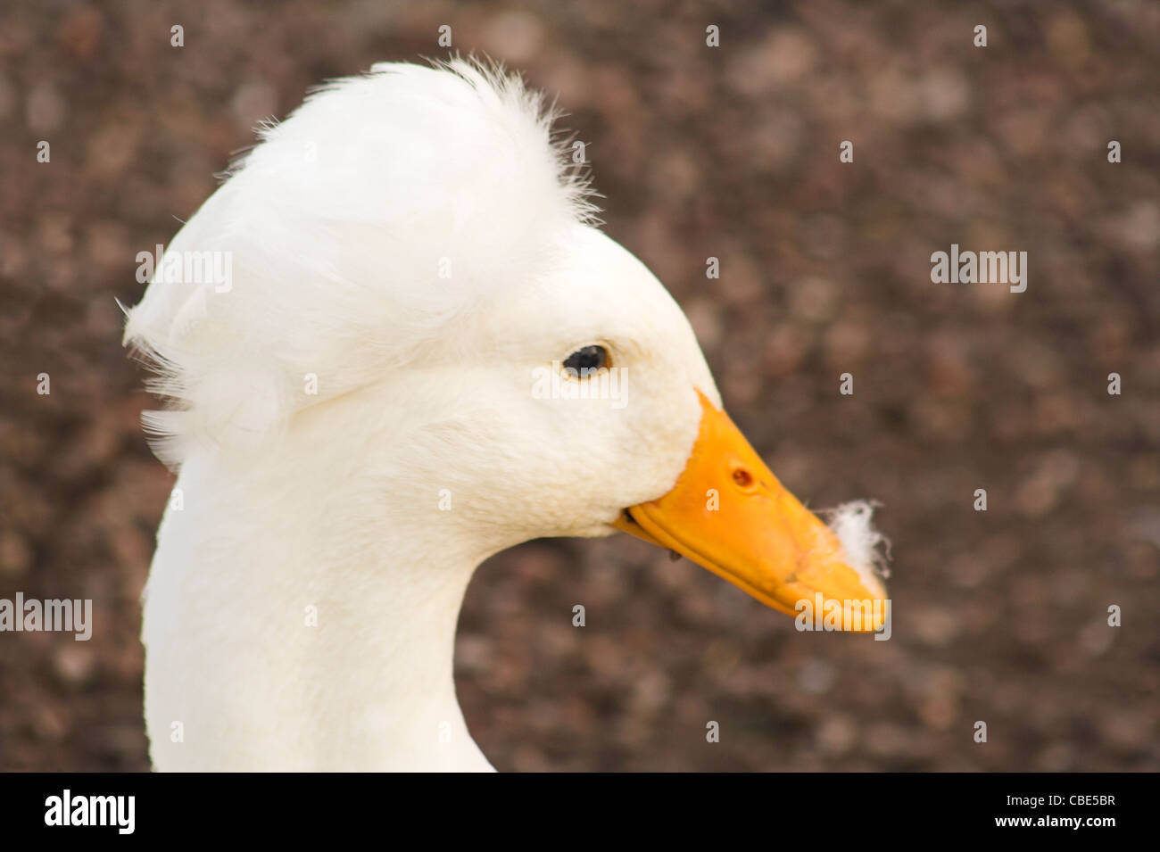 White Crested duck, genetic mutation, skull deformity Stock Photo - Alamy