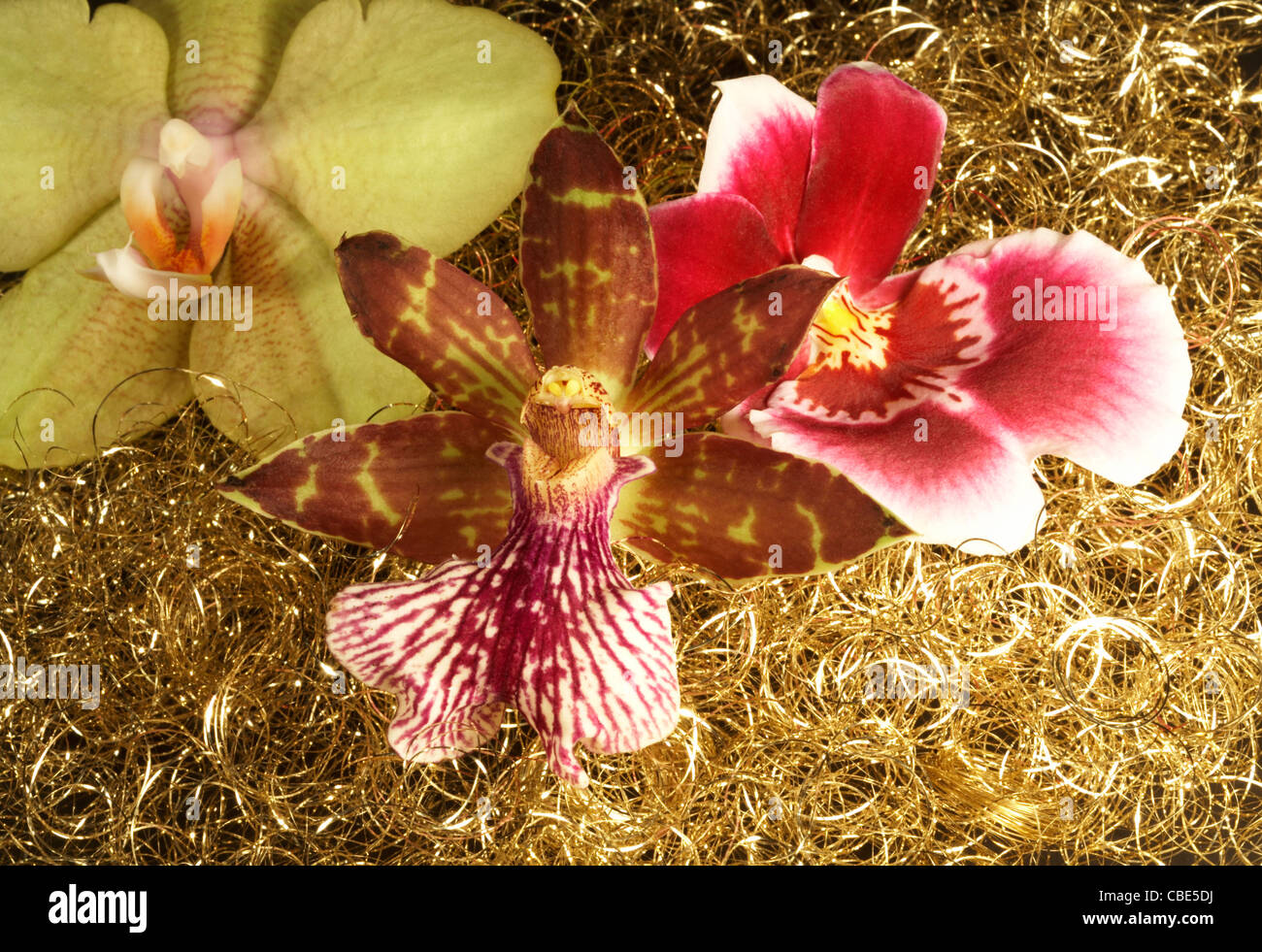 orchid flowers in decorative golden back Stock Photo - Alamy