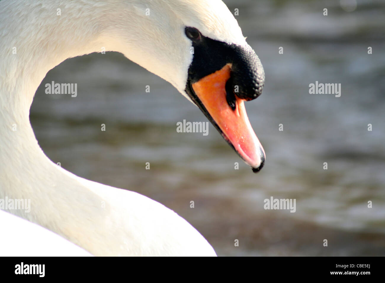 Curved neck of a mute swan, Cygnus olor, waterfowl Stock Photo - Alamy