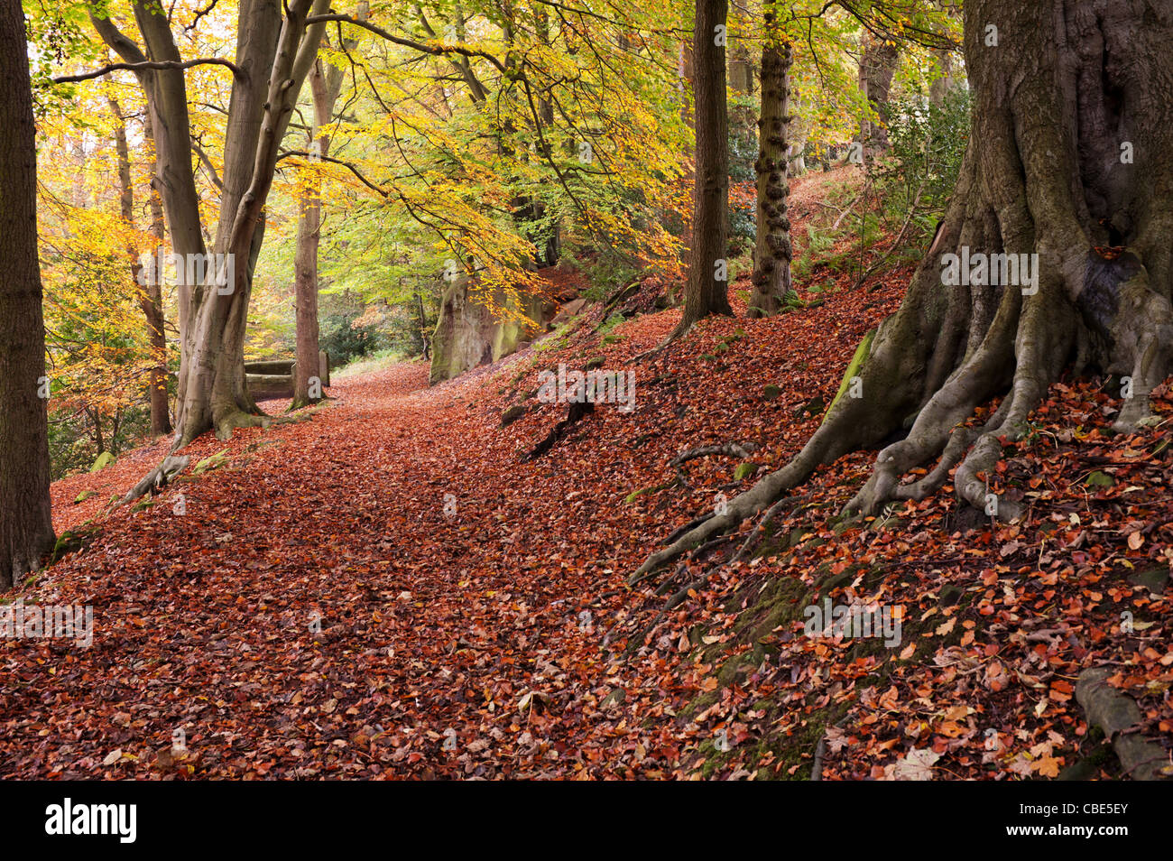 Autumn in Sneaton forest Stock Photo - Alamy