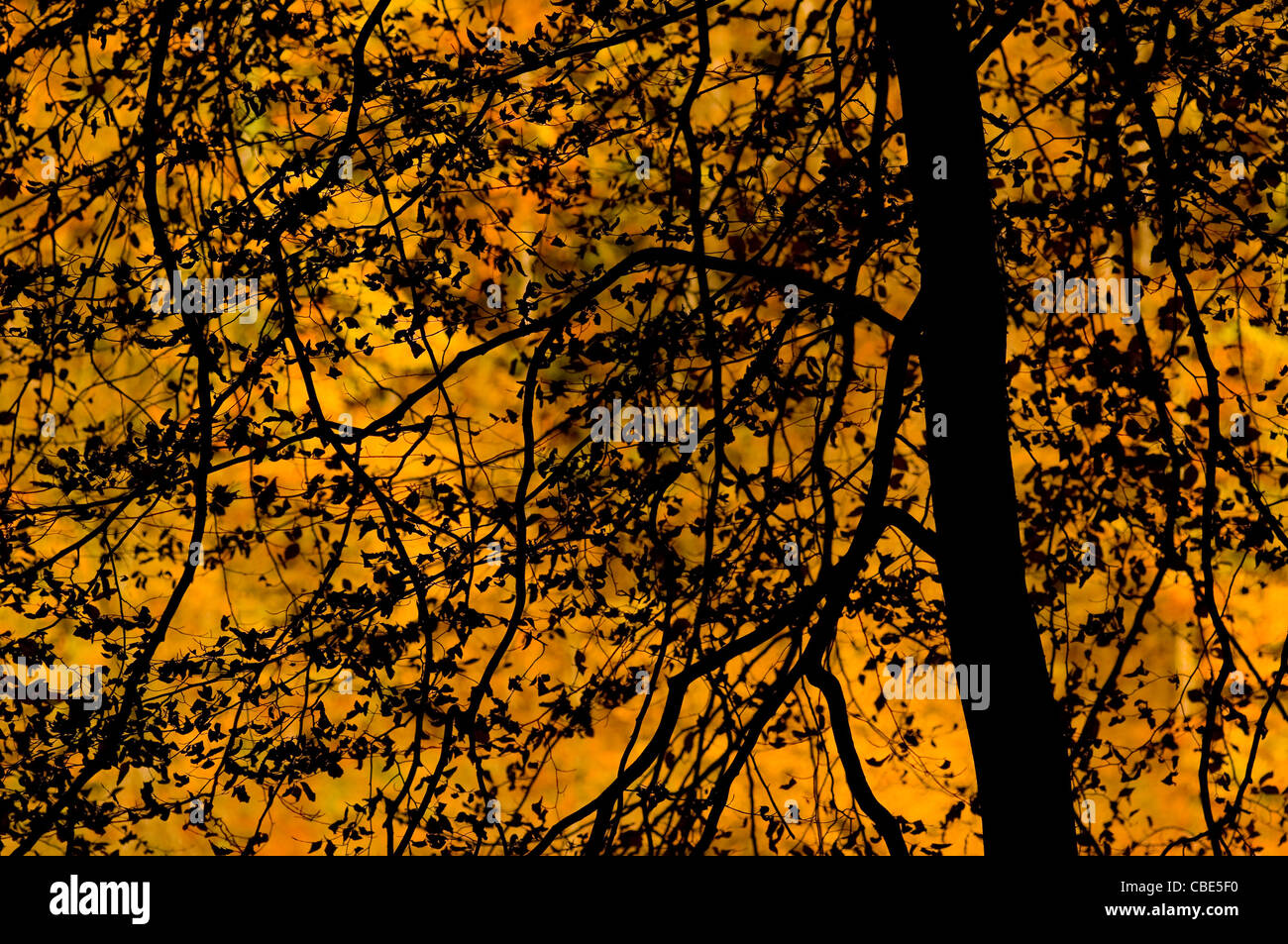 Beech tree silhouette hi-res stock photography and images - Alamy