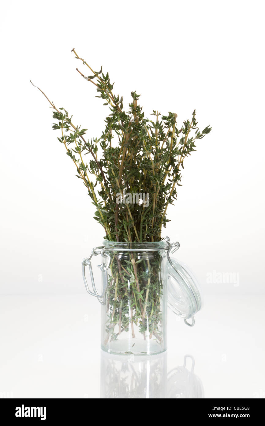 fresh thymus in front of white background Stock Photo - Alamy