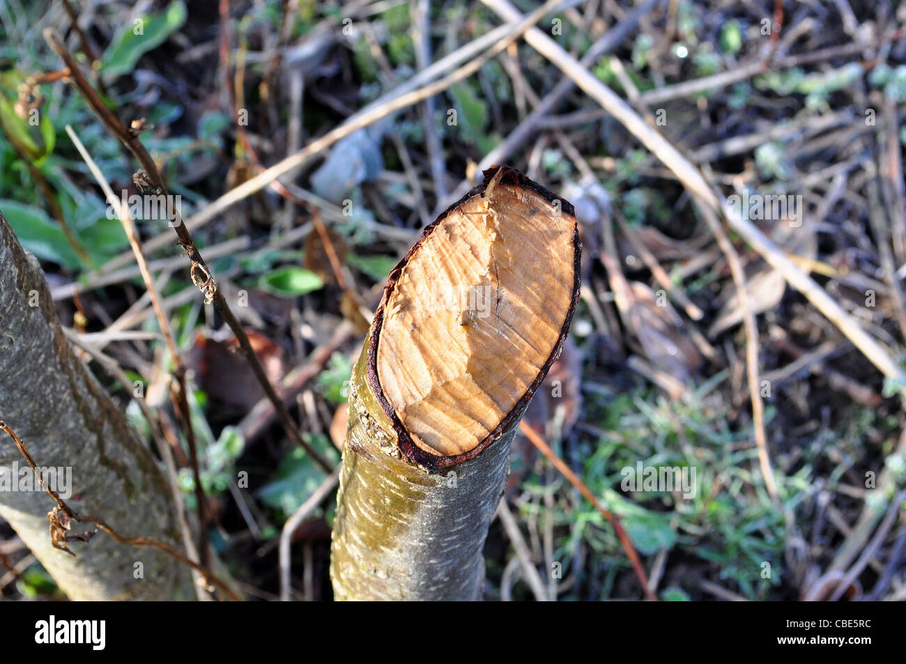 Tree Cut Down By A Beaver Stock Photo - Alamy
