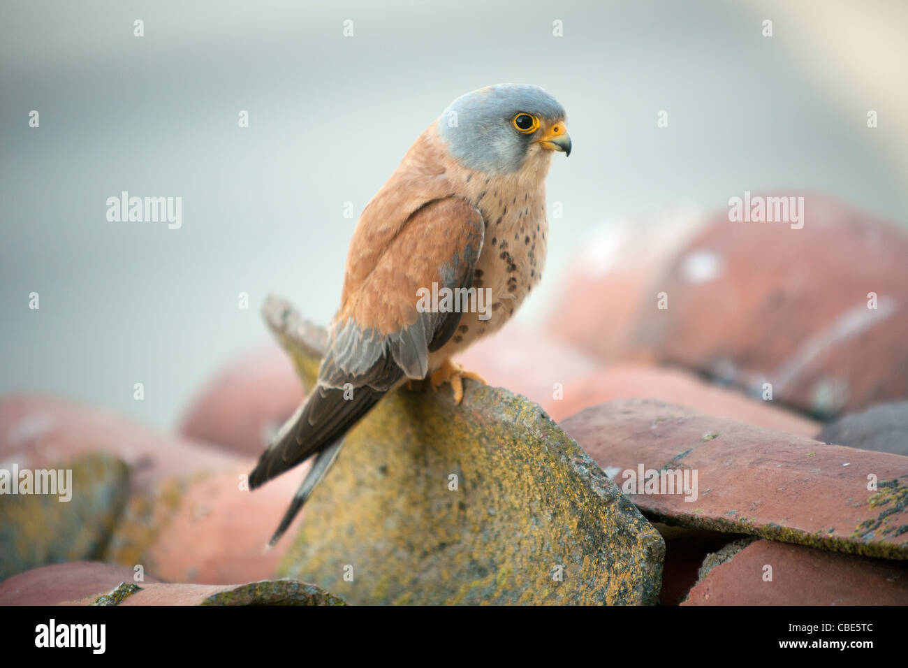 Falconidae birds hi-res stock photography and images - Alamy