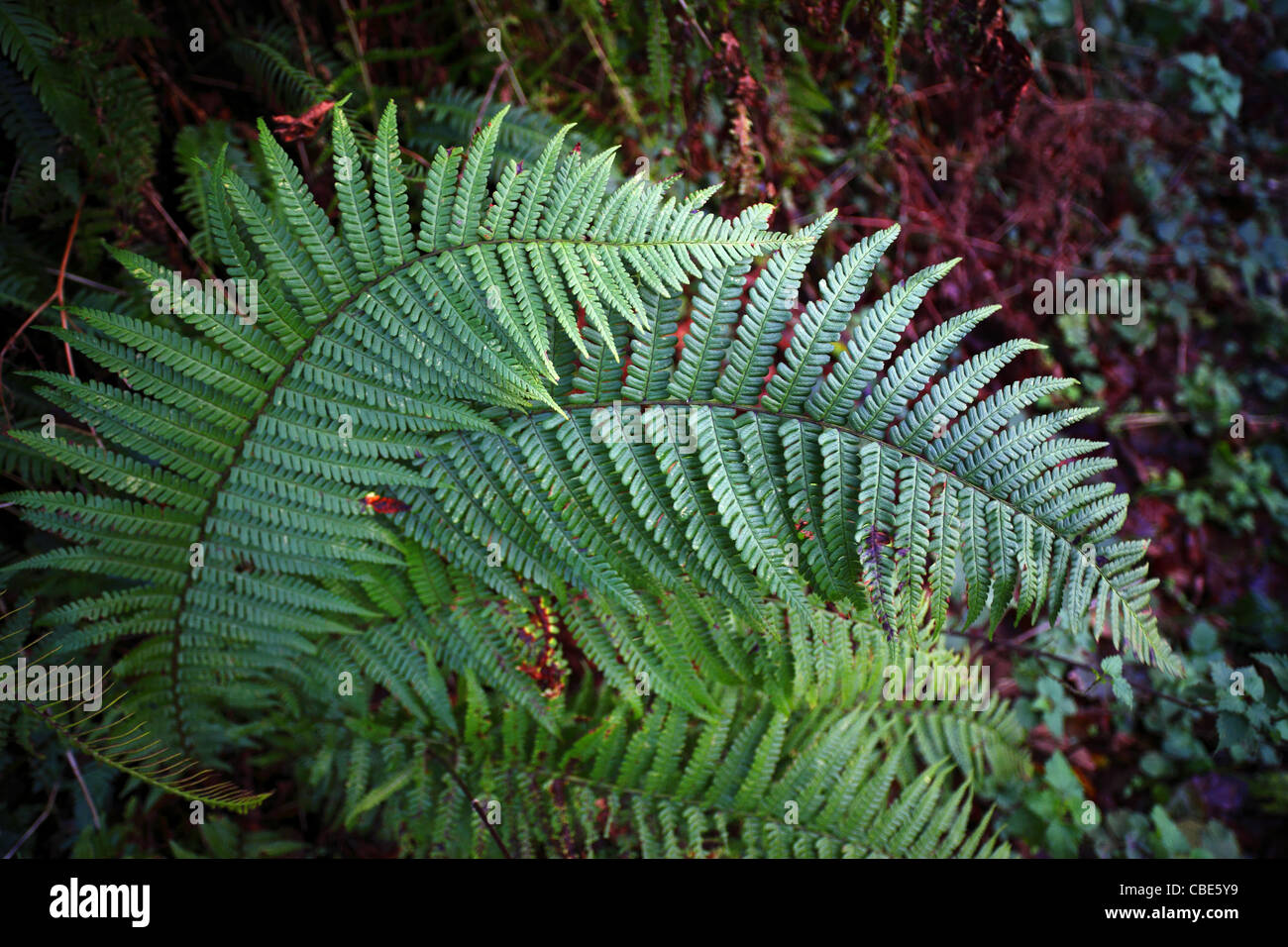 Ferns growing in a countryside hedgerow Stock Photo - Alamy