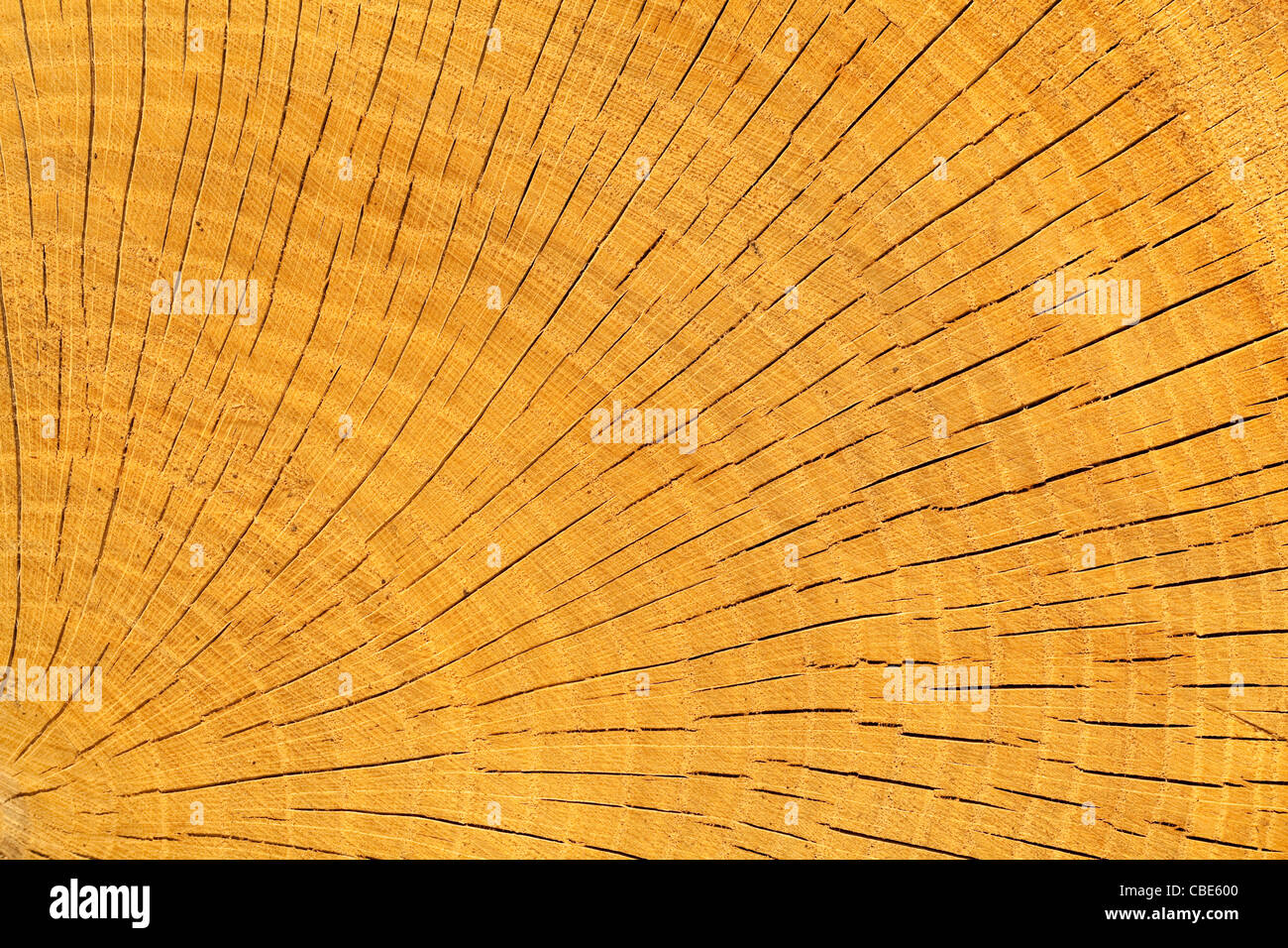 structure of truncate oak tree as background Stock Photo - Alamy