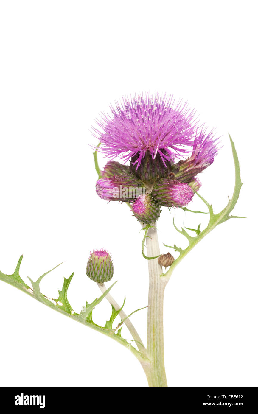 purple prickly flower thistle on white background Stock Photo - Alamy