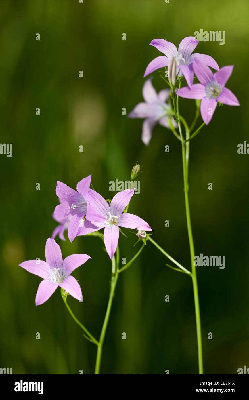 Harebell plant hi-res stock photography and images - Alamy