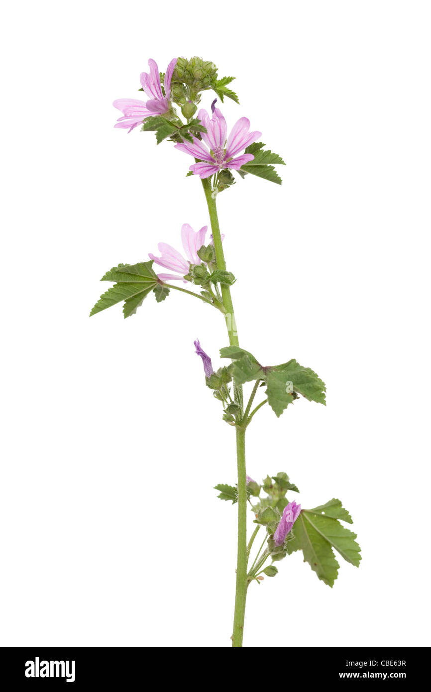 single wild mallow flower on white background Stock Photo - Alamy