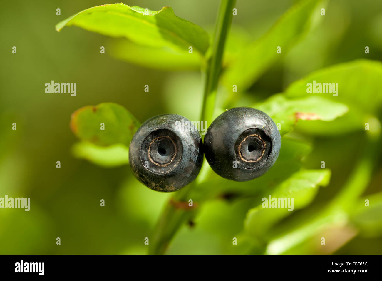 two big blueberry on bush in forest Stock Photo - Alamy
