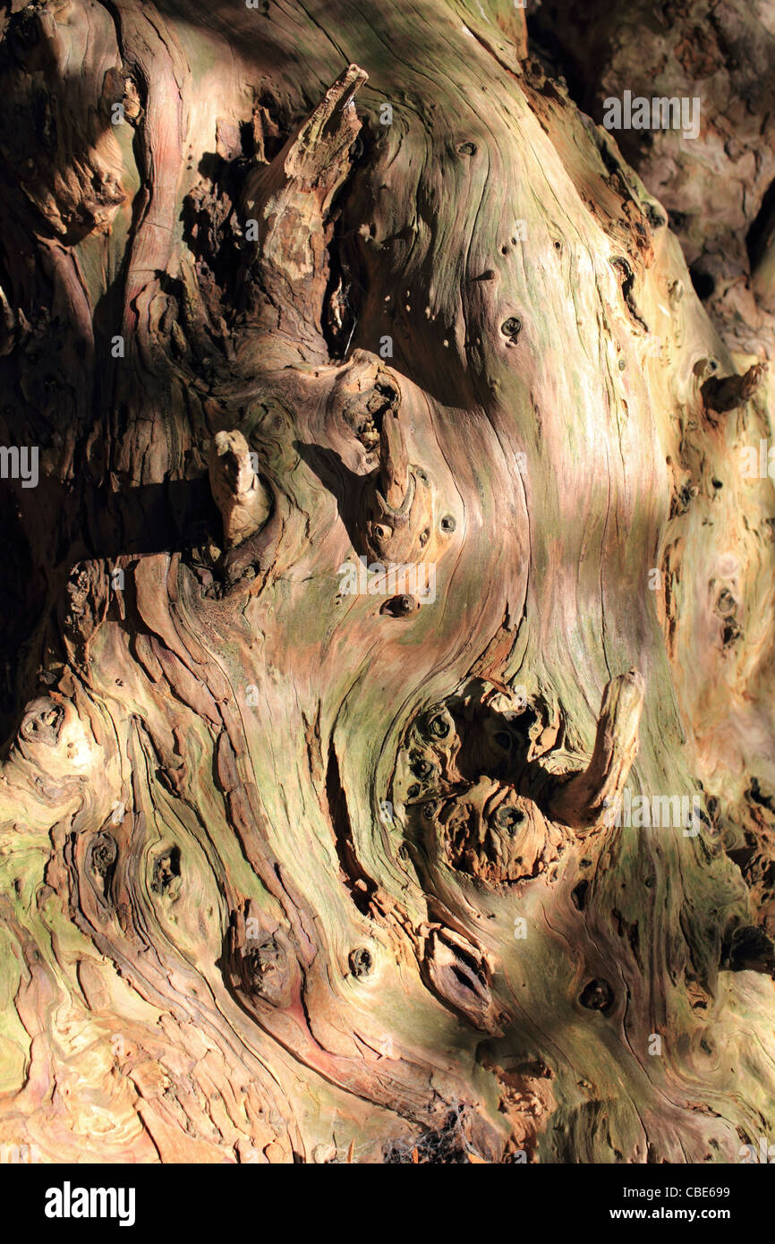 The Ankerwycke Yew is an ancient yew tree close to the ruins of St Mary ...