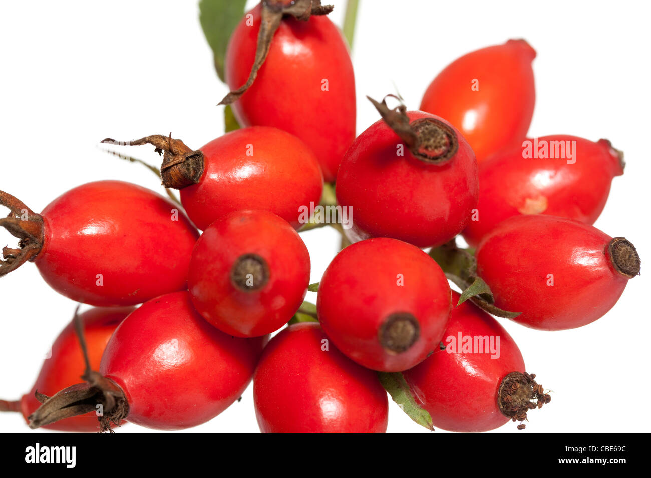 bunch of red fruit rose on white background Stock Photo - Alamy