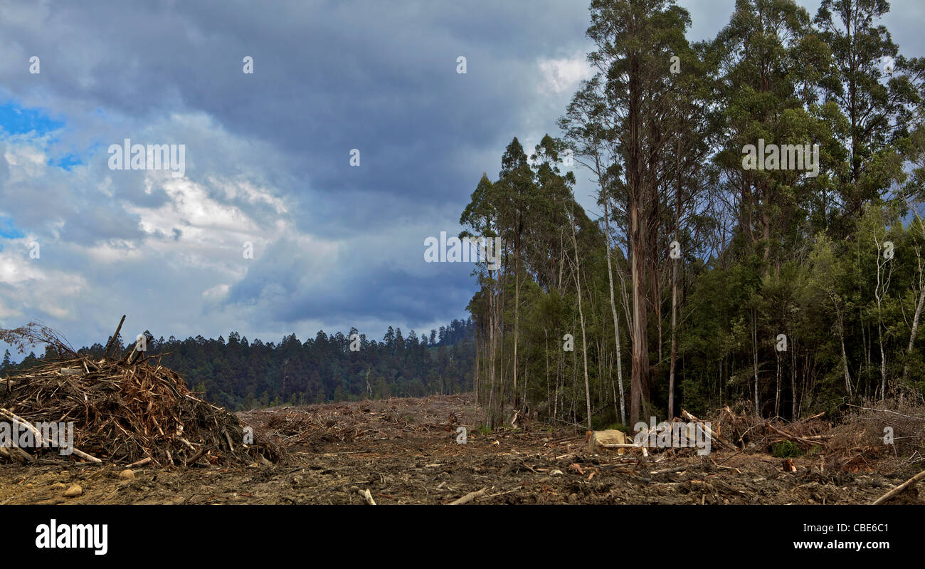 Old growth logging hi-res stock photography and images - Alamy