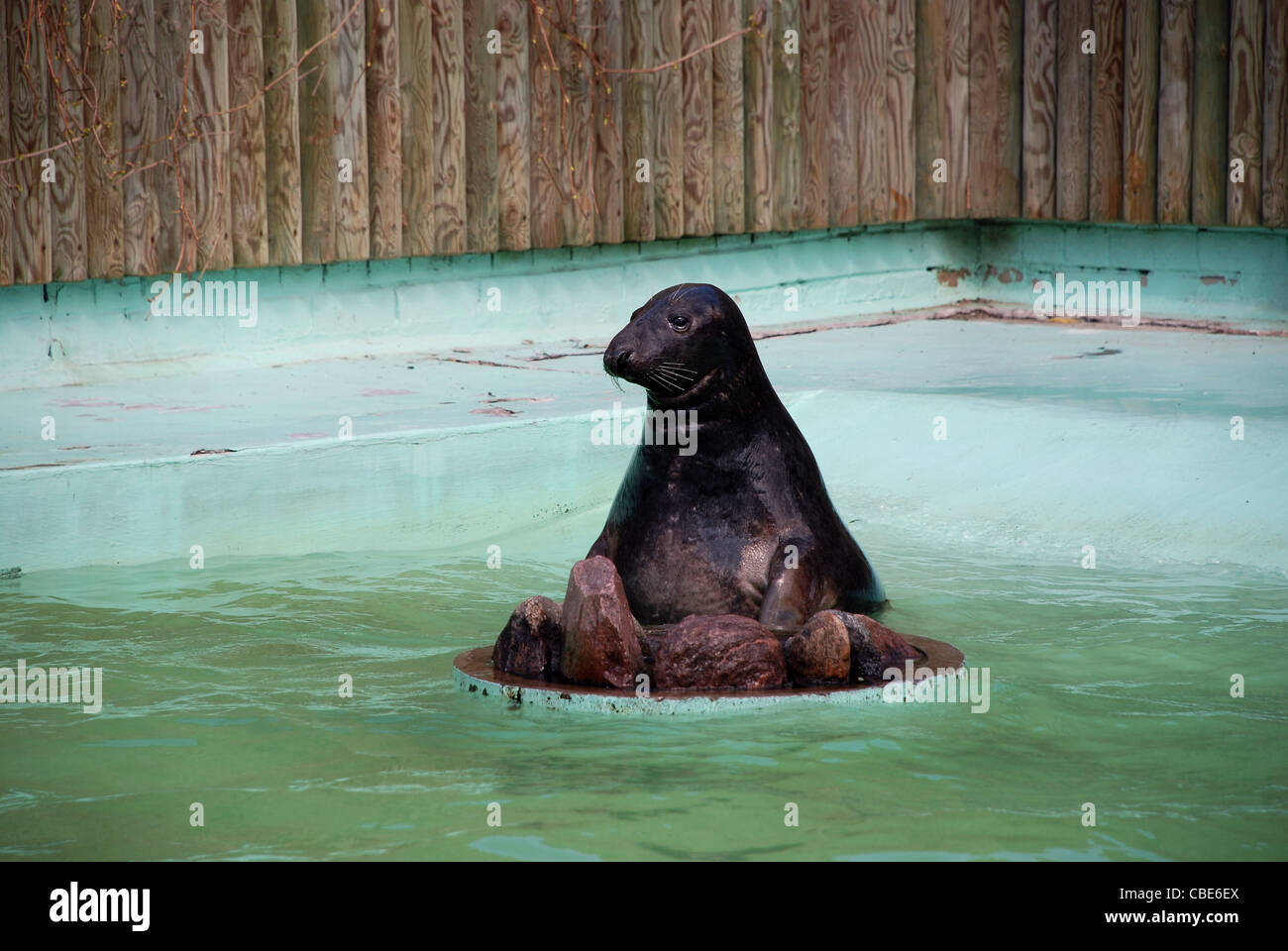 Waiting for the seal hi-res stock photography and images - Alamy