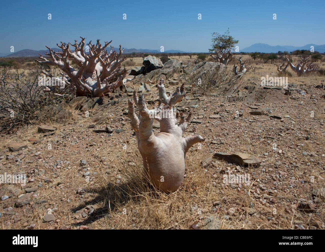 Bottle Tree, Village Of Elola, Angola Stock Photo - Alamy