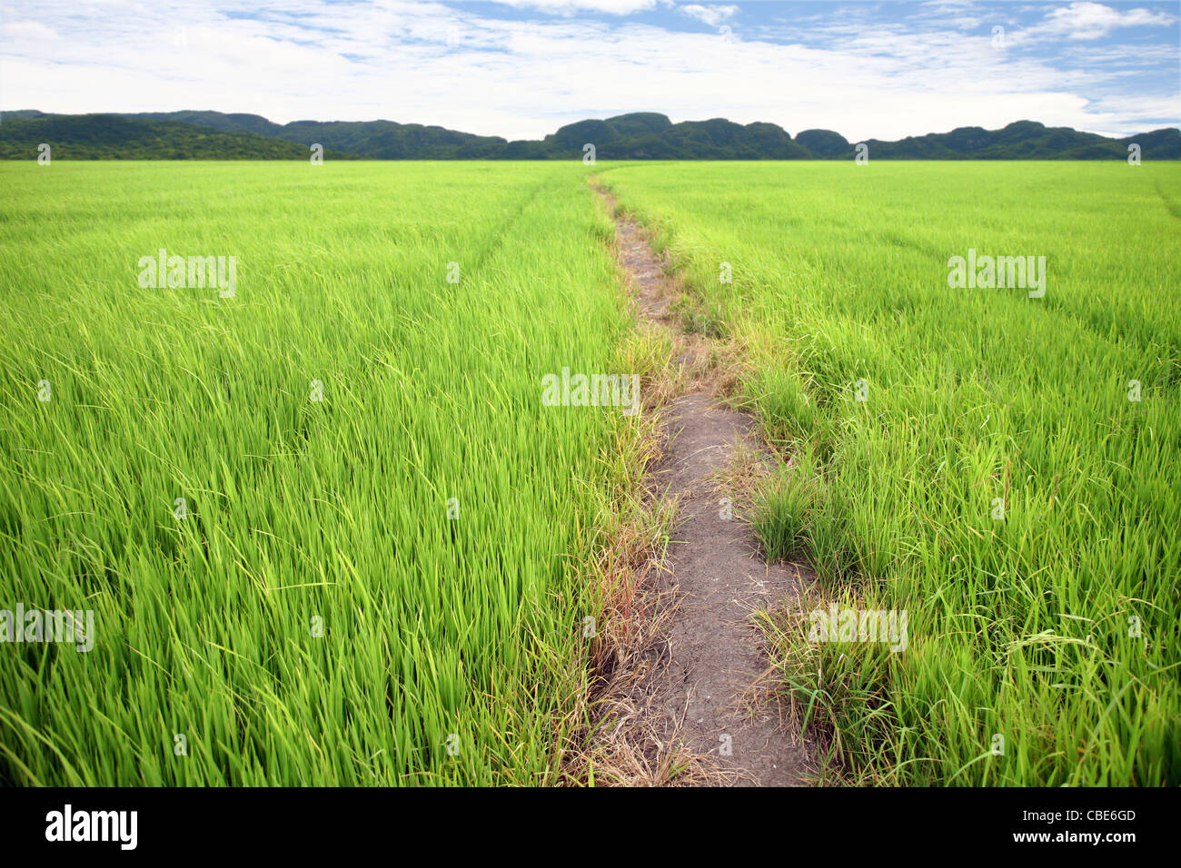 Lush green rice farm hi-res stock photography and images - Alamy