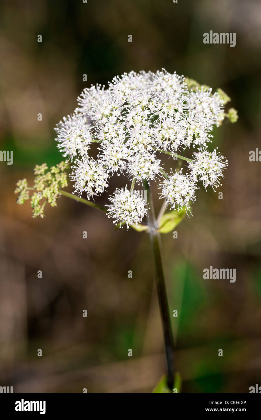 Wild angelica angelica sylvestris hi-res stock photography and images ...
