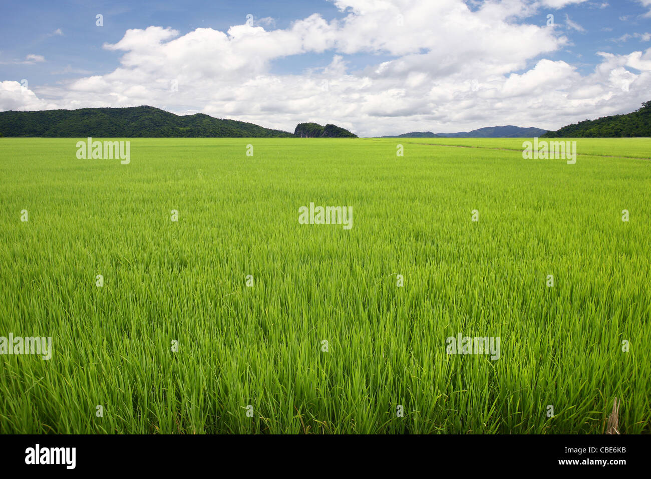 Rice field green grass landscape background Stock Photo - Alamy