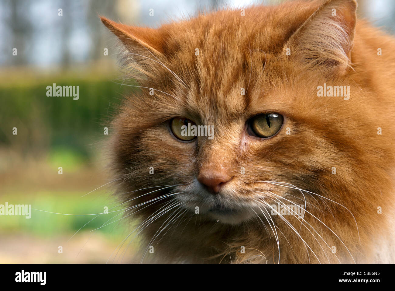 A ginger cat Stock Photo - Alamy