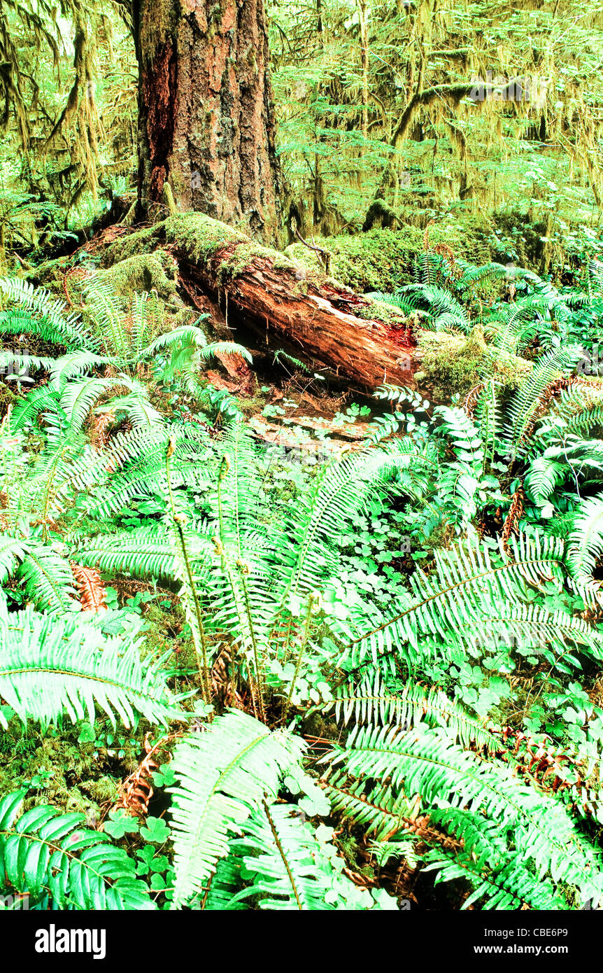 Ferns and Douglas-fir tree in old-growth forest; Fall Creek National ...