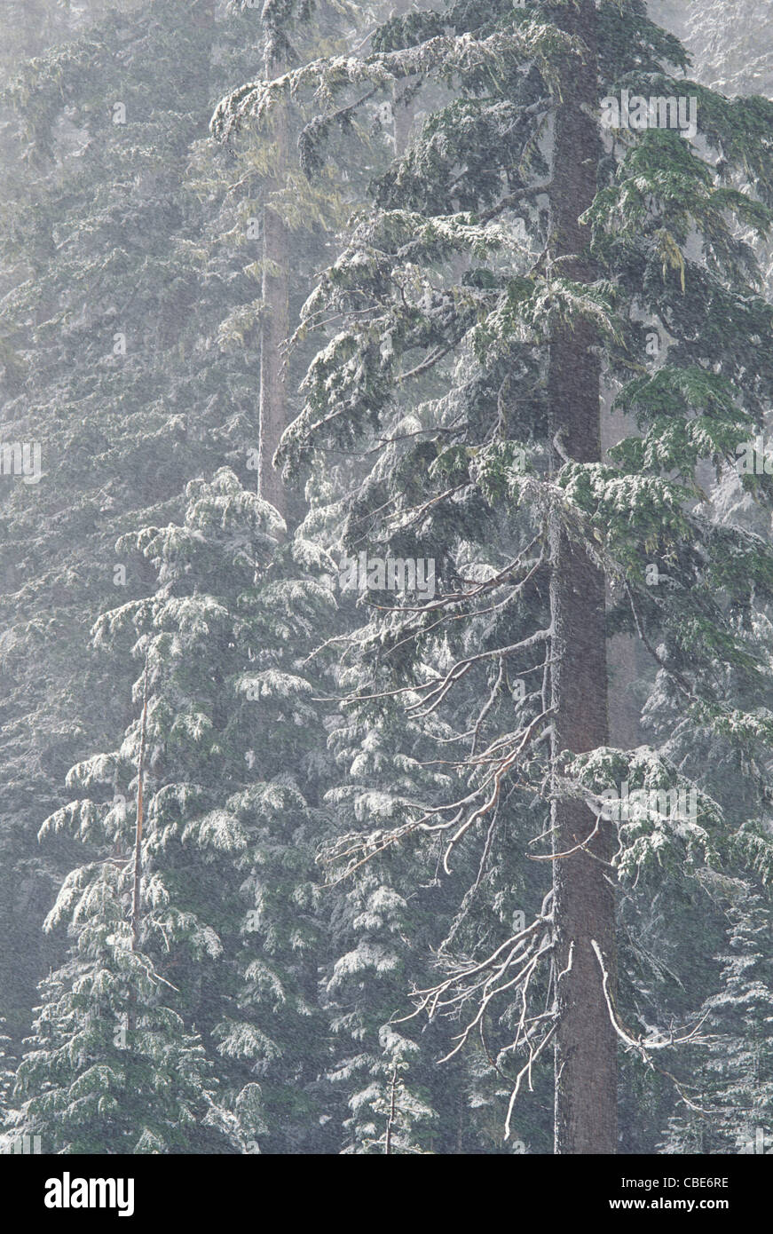 Hemlock trees hi-res stock photography and images - Alamy