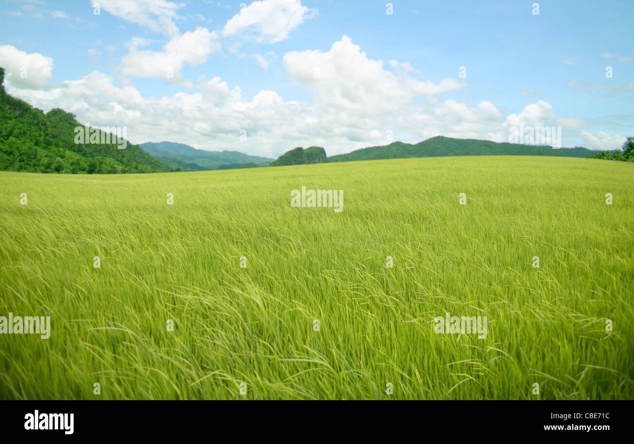 Terrace farming on mountains hi-res stock photography and images - Alamy