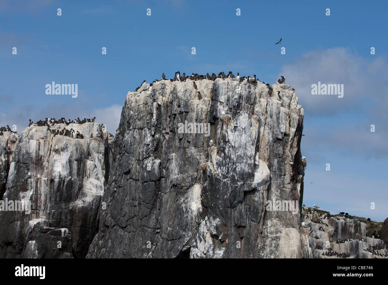 The Stacks Staple Island seabird breeding colony Stock Photo - Alamy