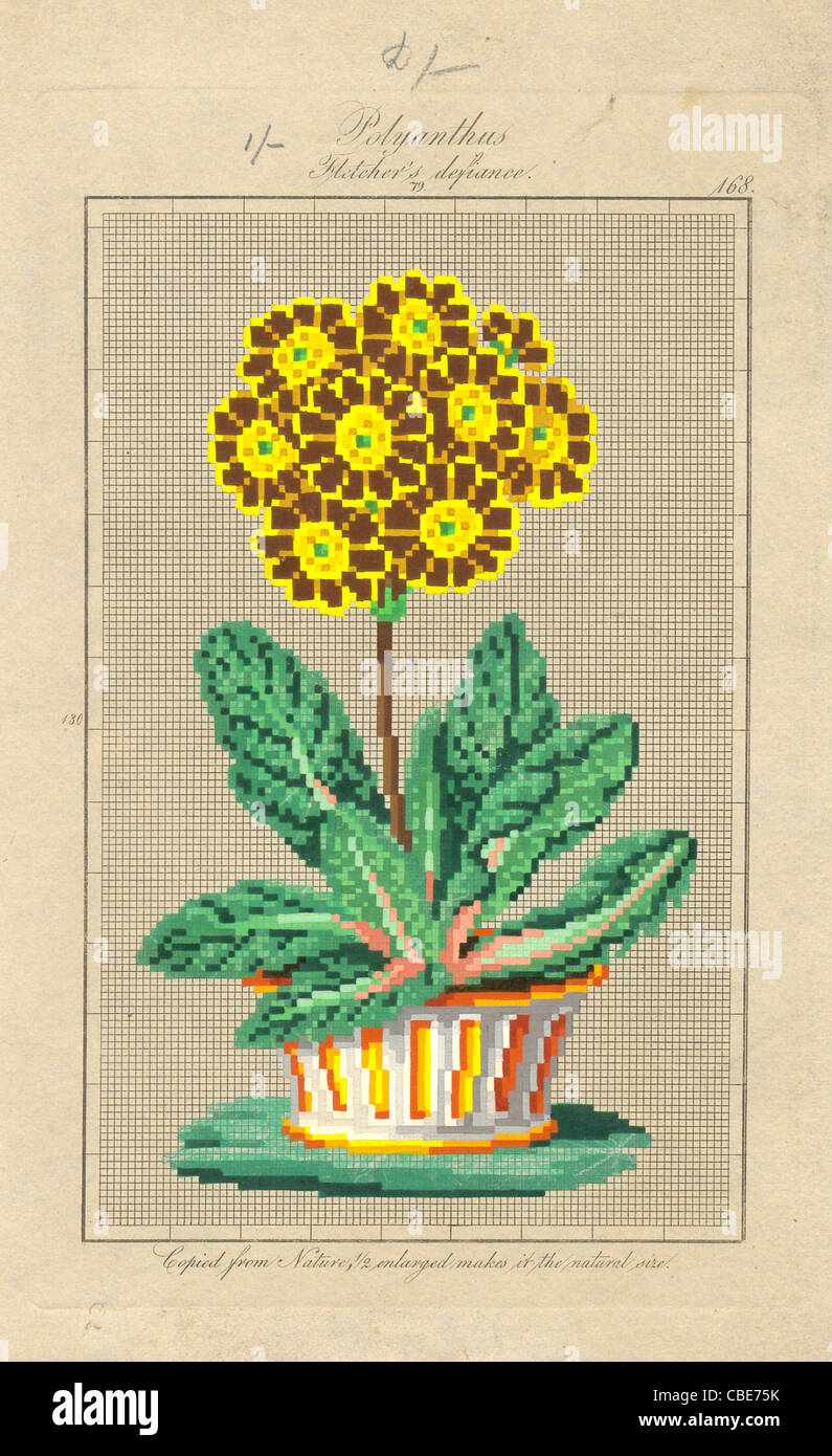 Berlin wool work pattern for Polyanthus Fletcher's defiance Stock Photo ...