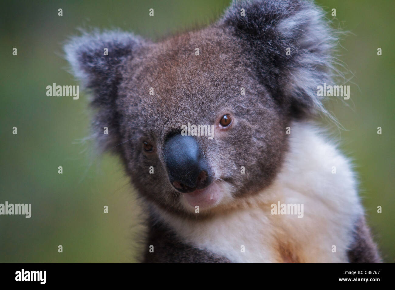 Koala beer hi-res stock photography and images - Alamy