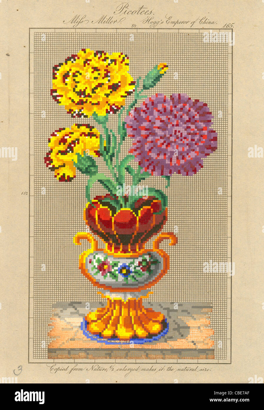 Berlin wool work pattern of Picotee carnations Stock Photo - Alamy