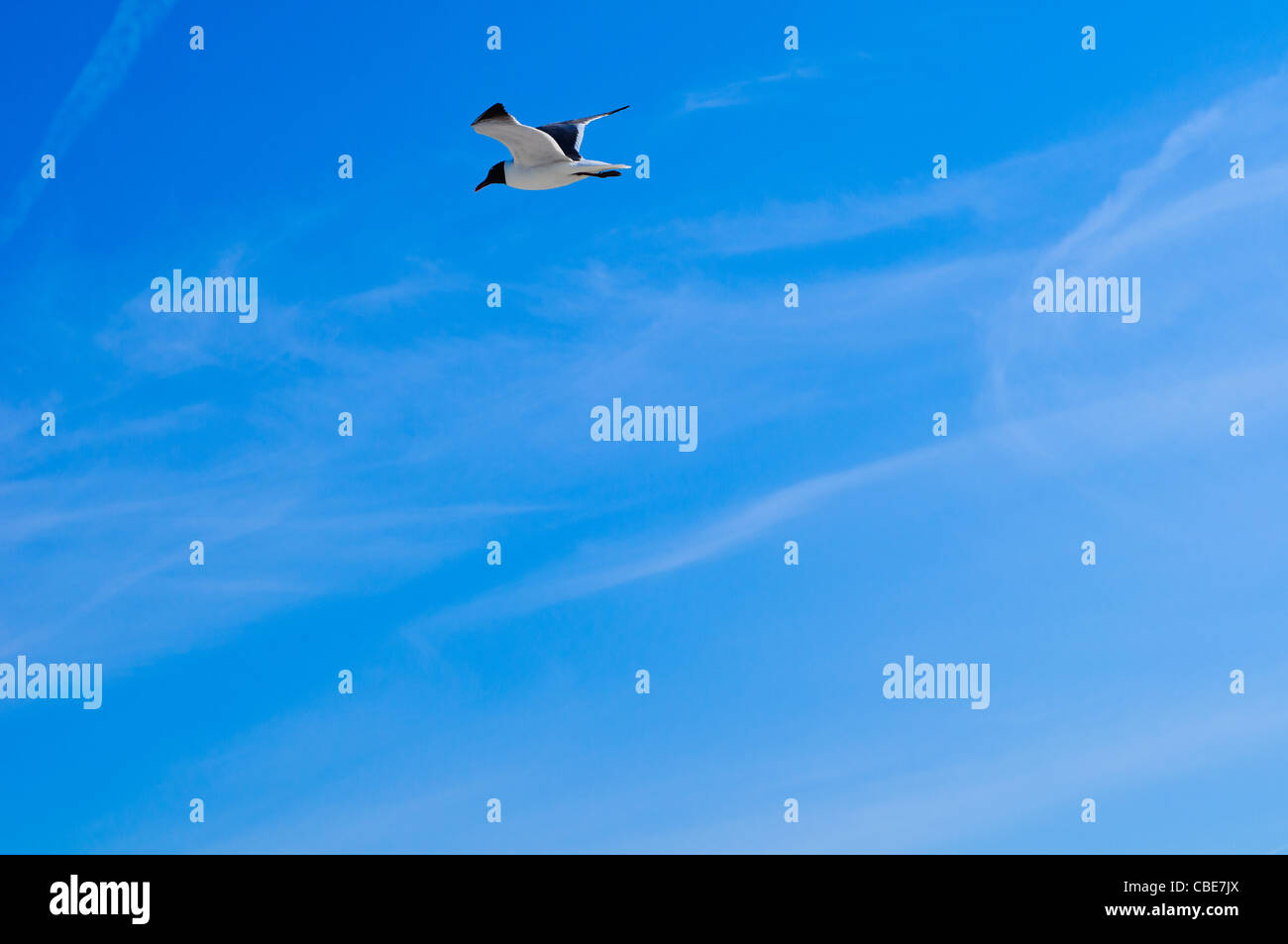 Sea gull flying in blue sky with clouds Stock Photo - Alamy