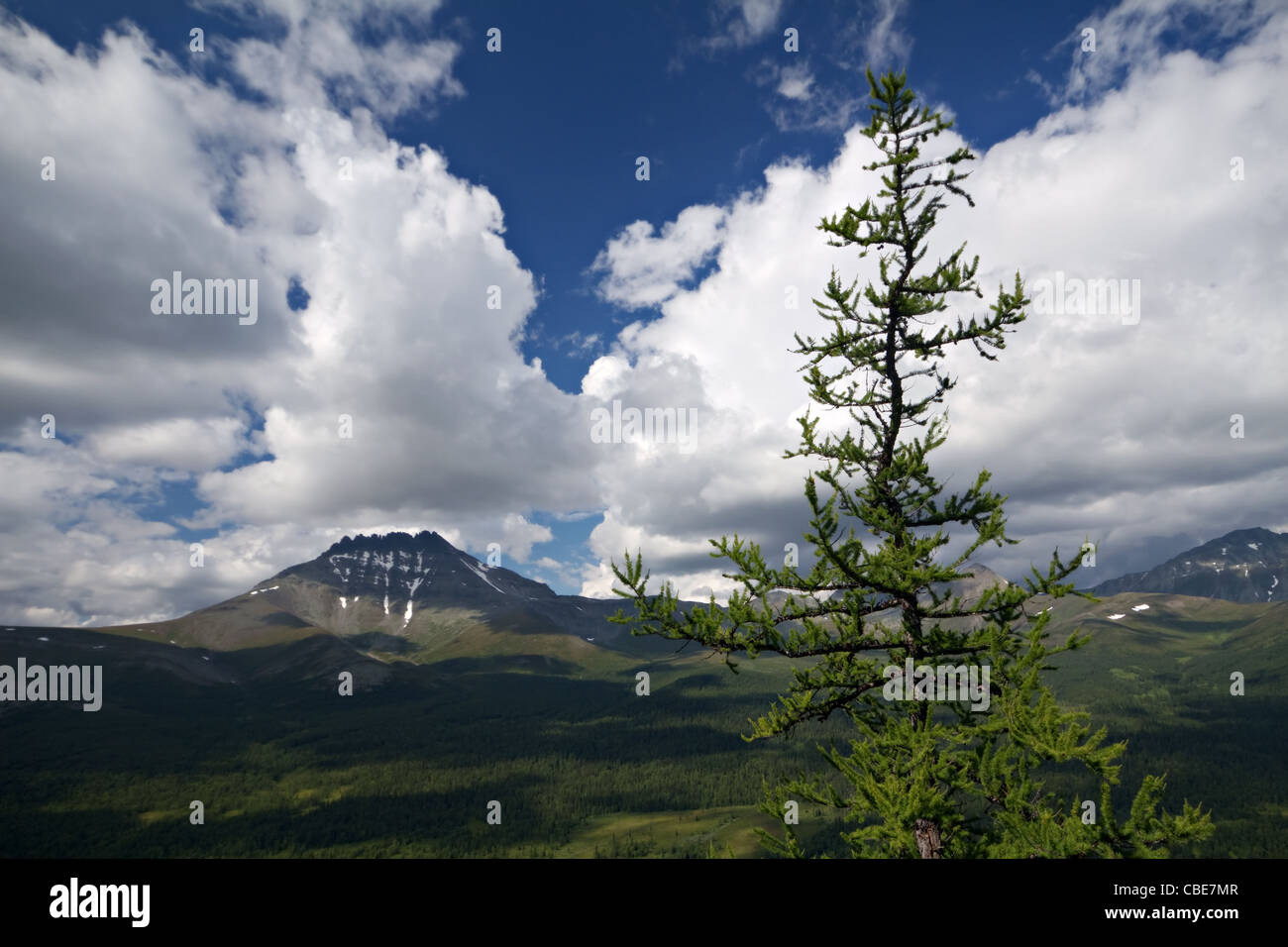 Larch tree and peak Manaraga. Taiga, forest, clouds. Polar Ural ...