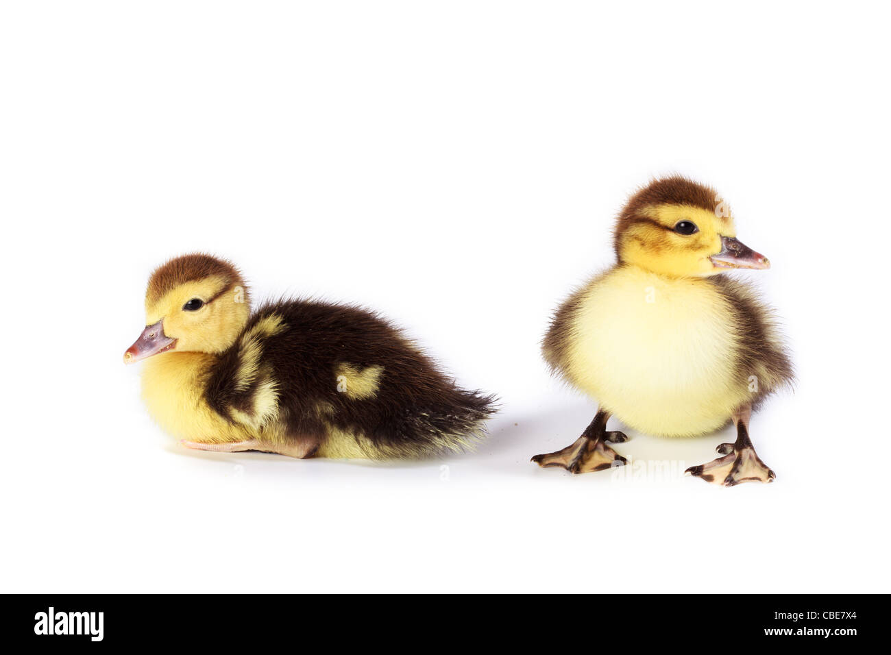 Duckling in front of white background, isolated. The photo is made in ...