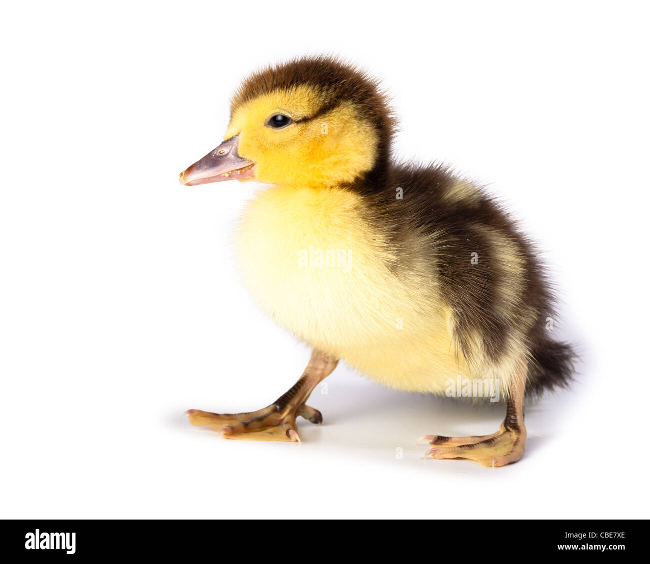 Duckling in front of white background, isolated. The photo is made in ...