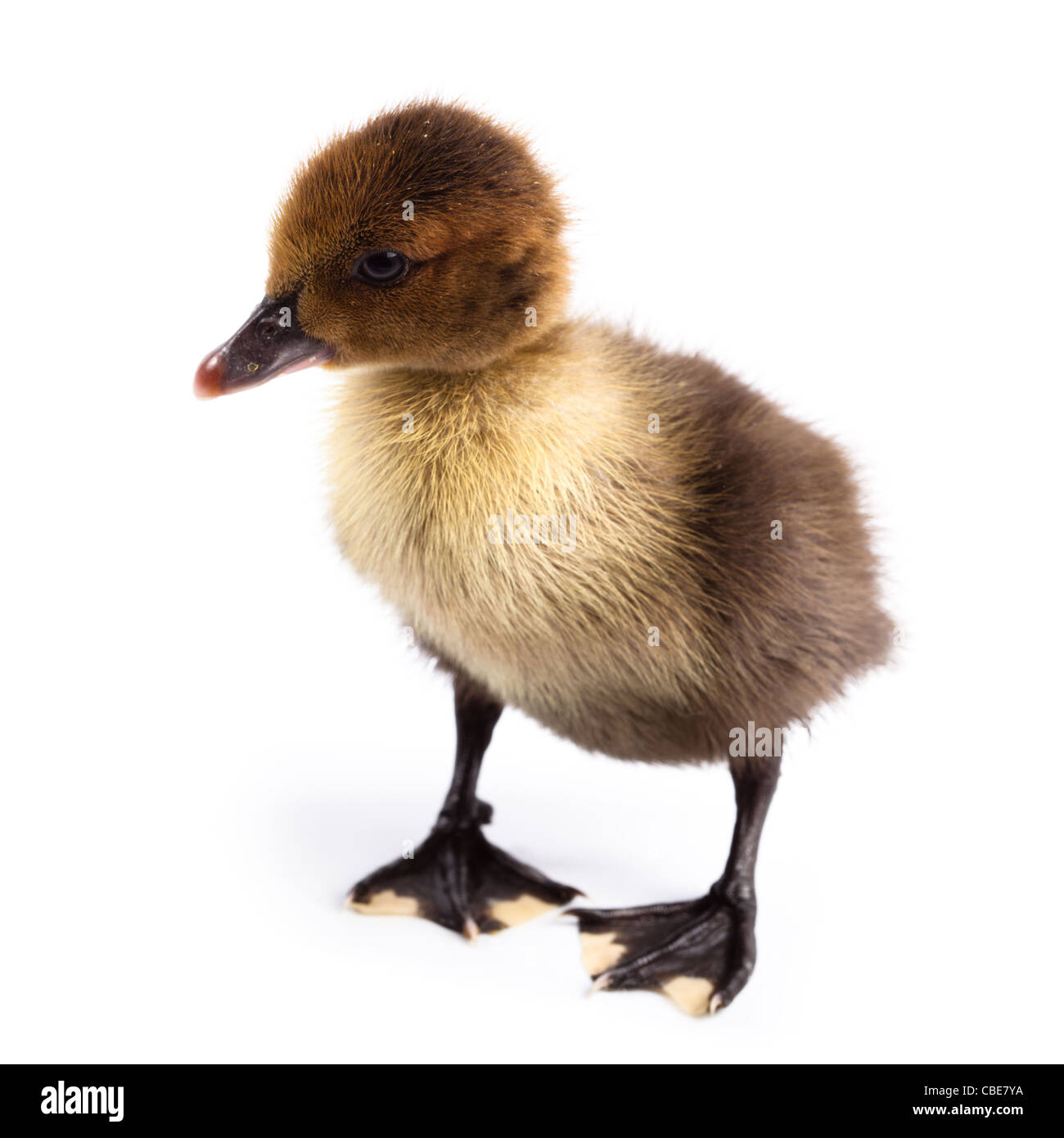 Duckling in front of white background, isolated. The photo is made in ...