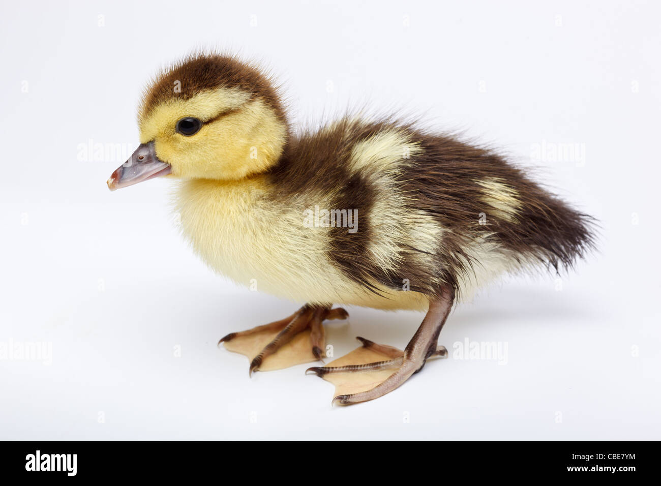 Duckling in front of white background, isolated. The photo is made in ...