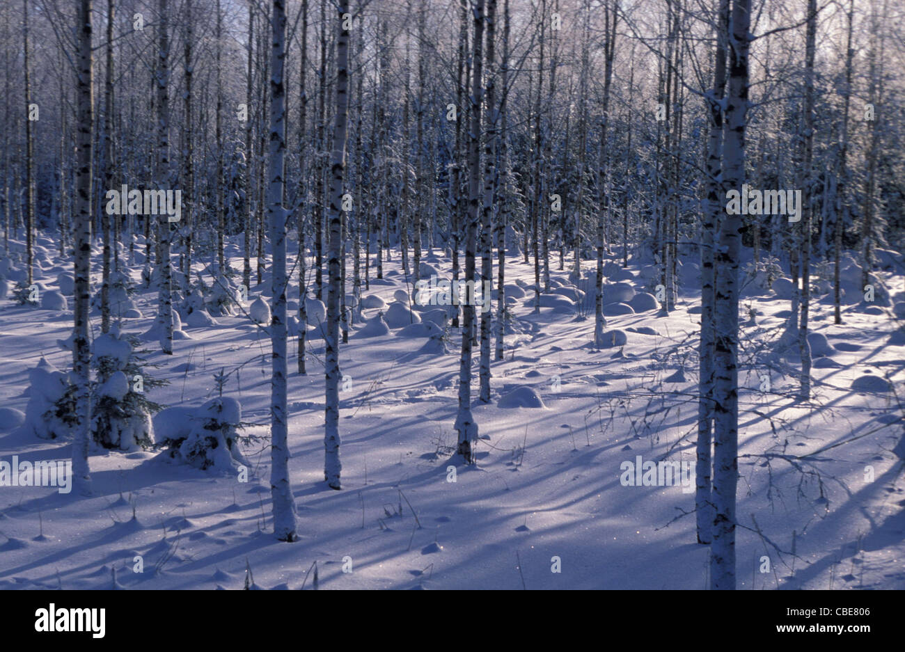 Winter Birch Forest (in -17C cold), Saimaa Lake Region, Finland Stock ...