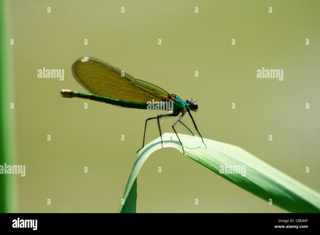 Insect Legs
