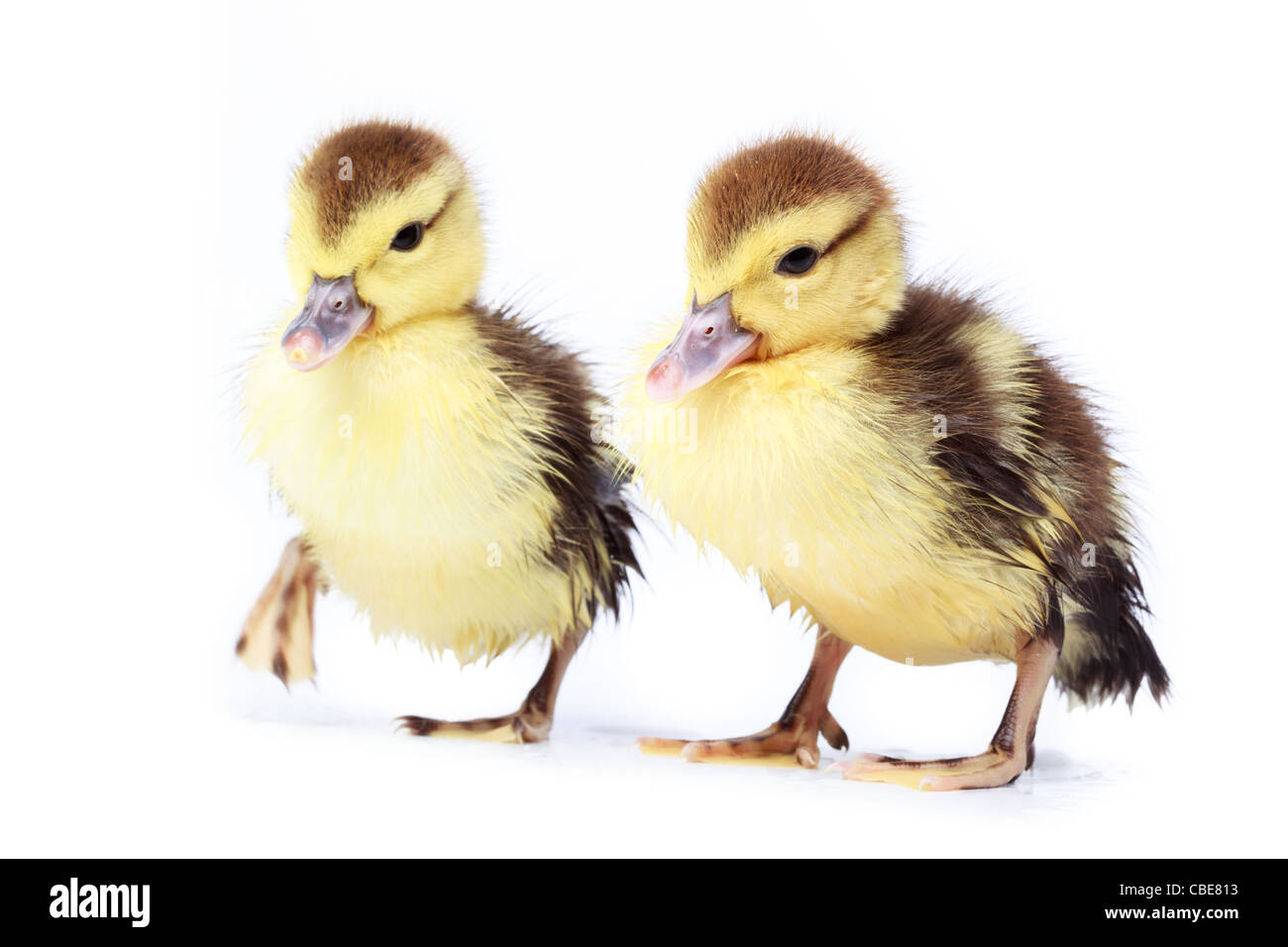 Duckling in front of white background, isolated. The photo is made in ...