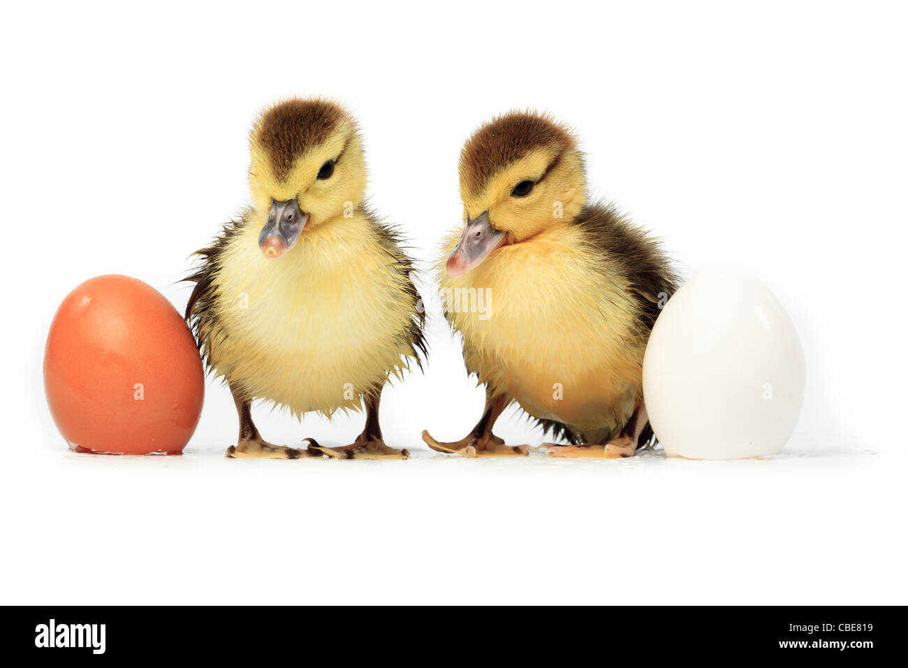 Duckling in front of white background, isolated. The photo is made in ...