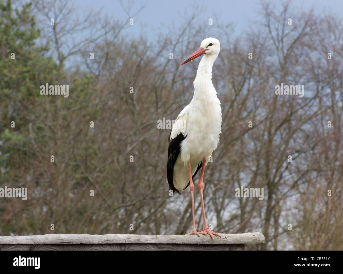 White stork standing on hi-res stock photography and images - Alamy