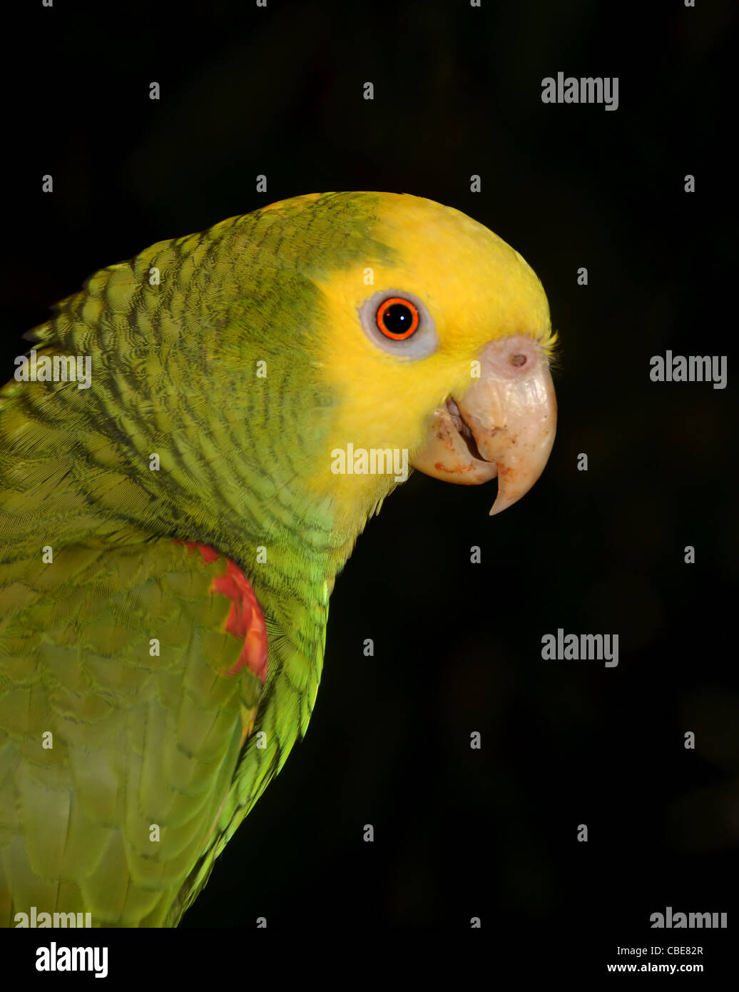 Yellow headed parrot hi-res stock photography and images - Alamy