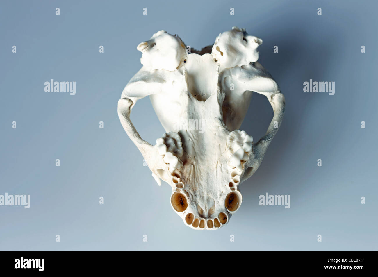 Skull and molars hi-res stock photography and images - Alamy